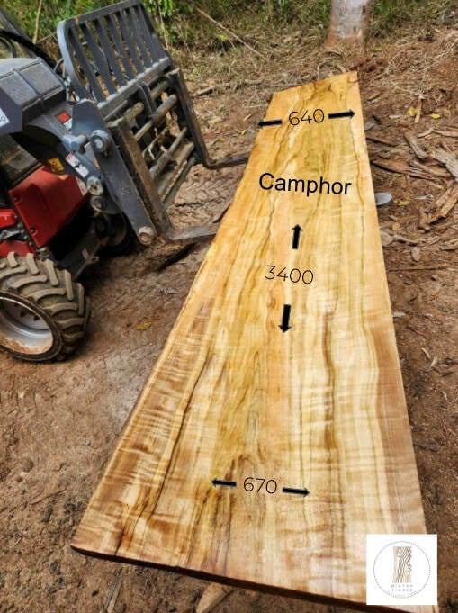 Large Camphor Laurel June 23 - slabs | minyon Timber